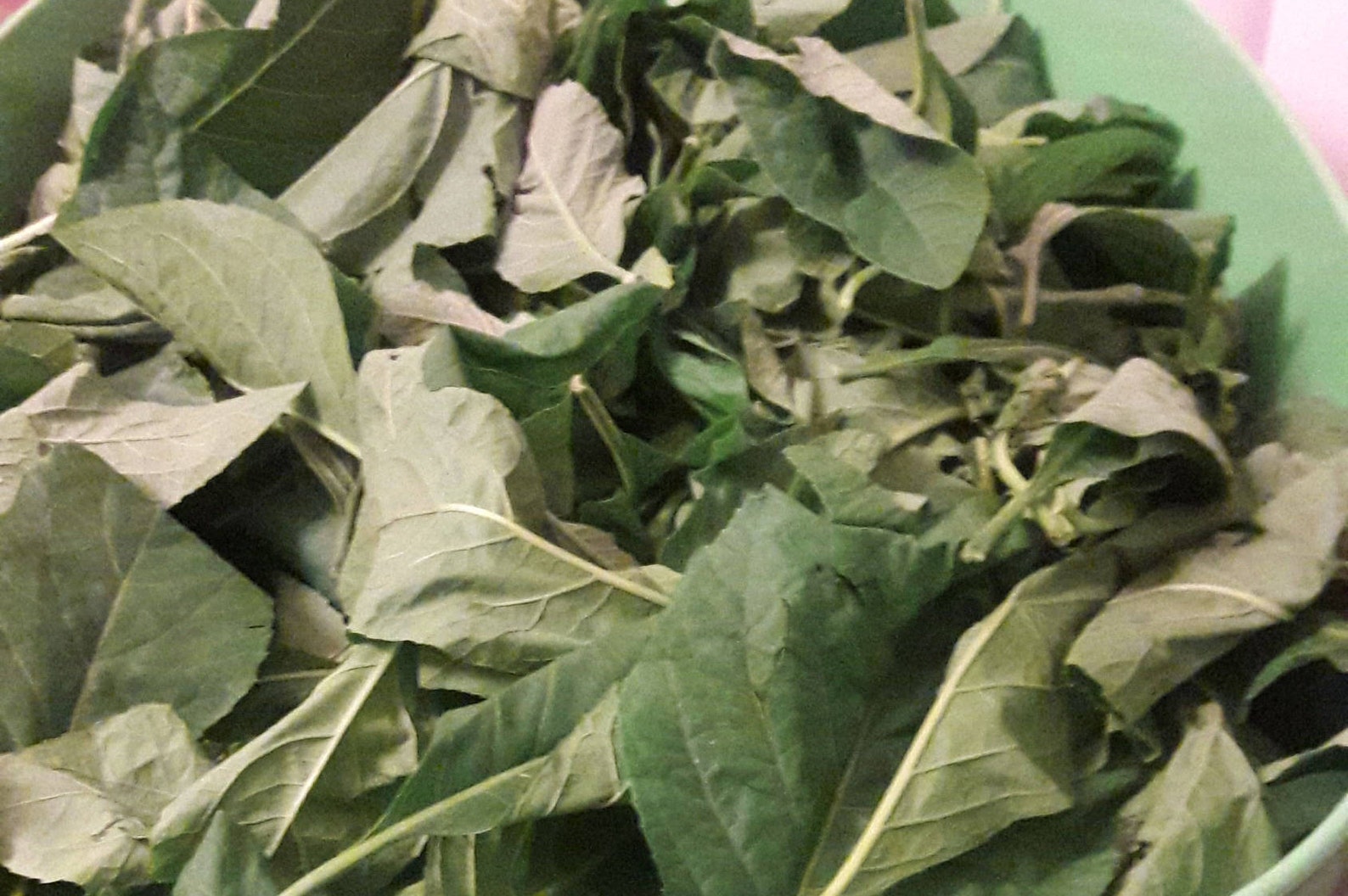 Dried Bitter Leaf (veronia Amygdalina) - Washed for Soups & Teas - Etsy