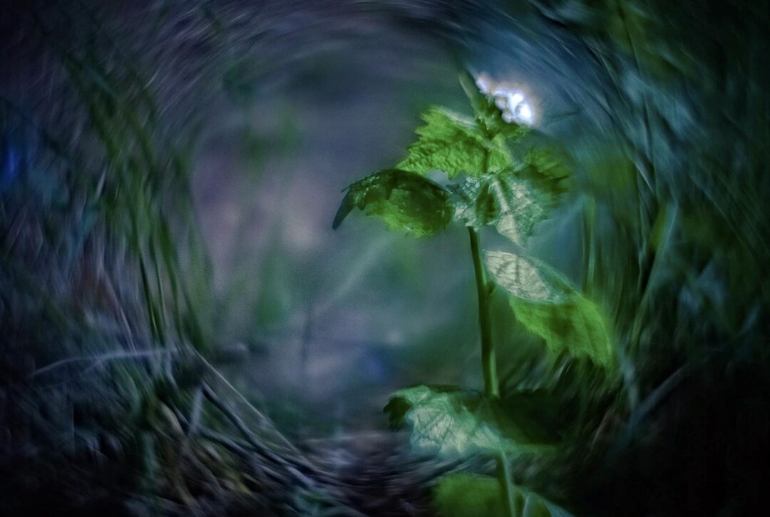 Petzval Helios-44М 58mm F2 Lens, Modified for Petzval Style Bokeh With M42 Mount, PETZVAL Swirly ...