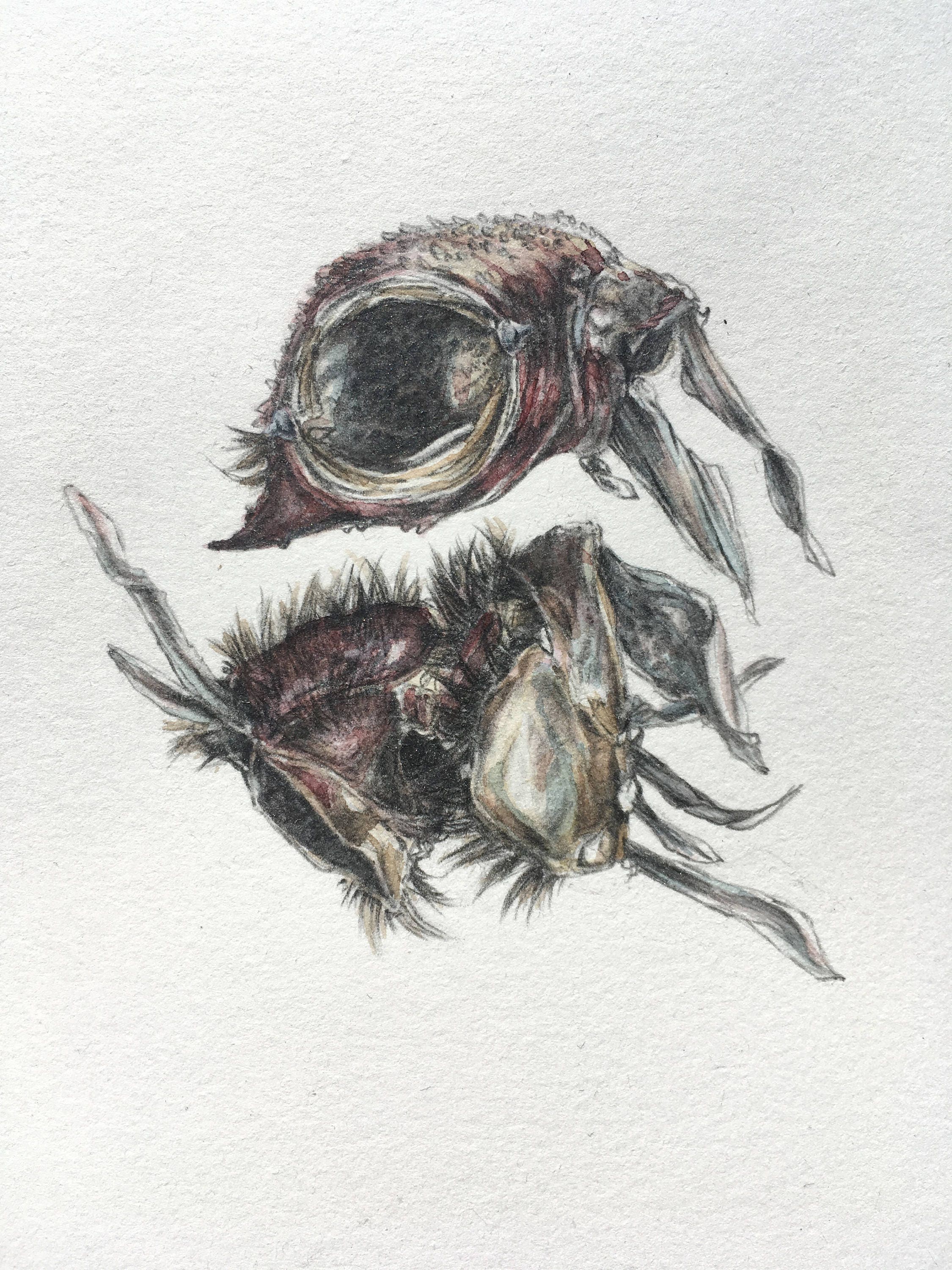 Crab Carpus / Drawing / Watercolor / Original Small Art - Etsy