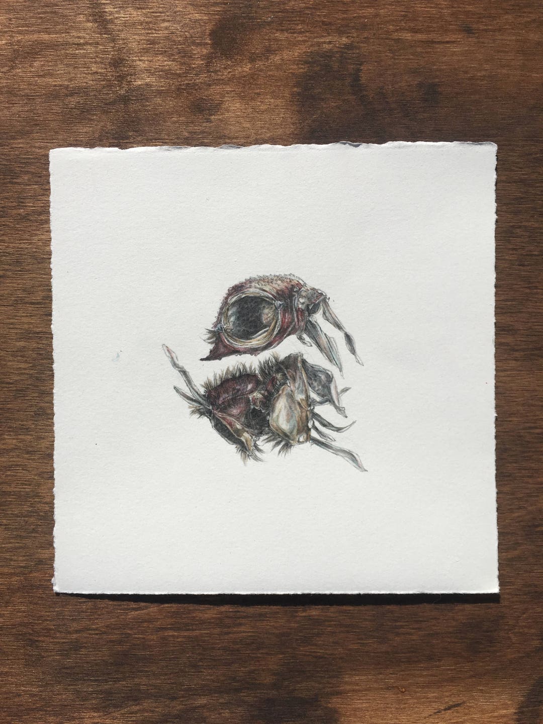 Crab Carpus / Drawing / Watercolor / Original Small Art - Etsy