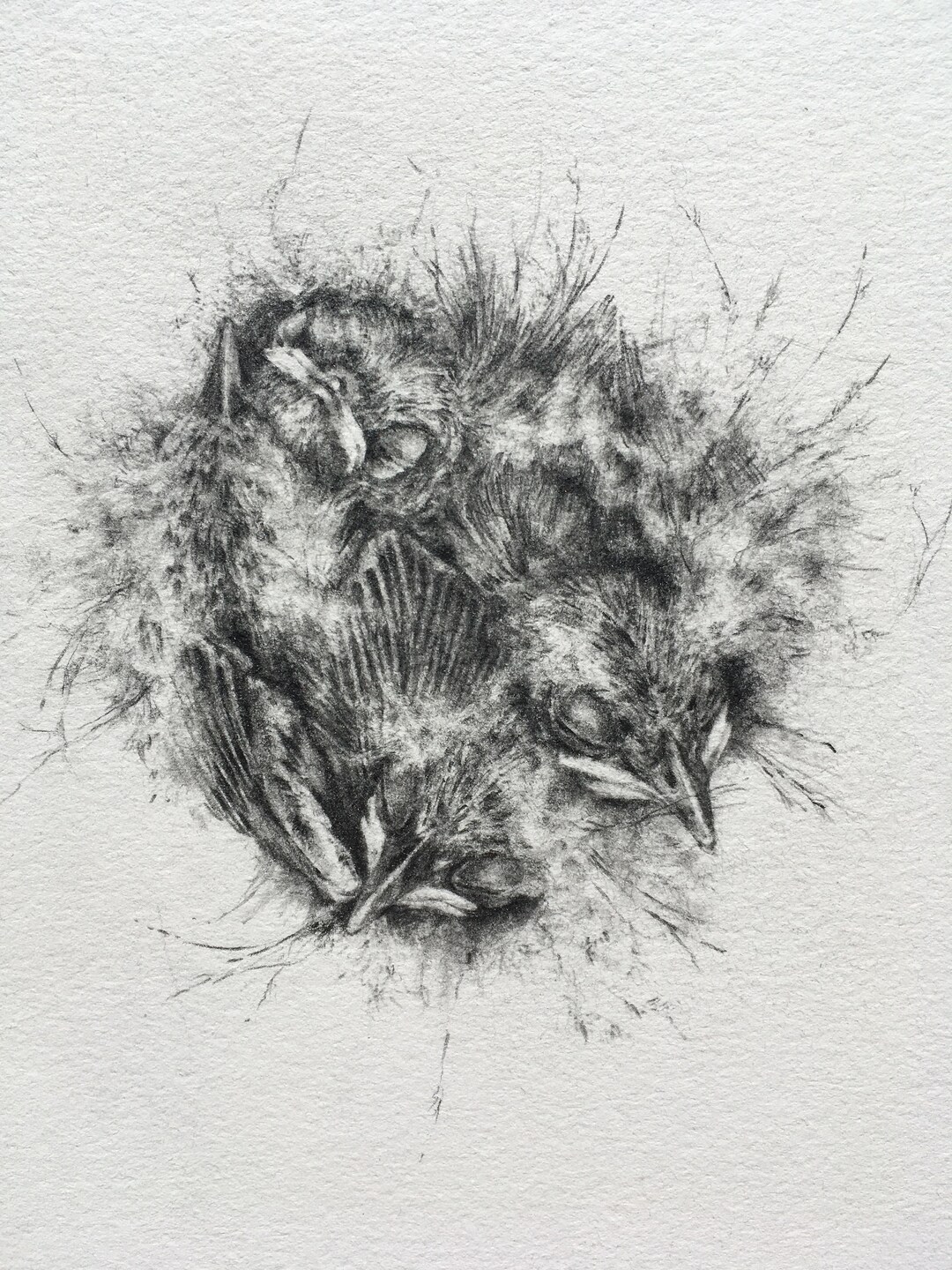 Bird Blob 2 / Graphite Drawing / Original Art - Etsy