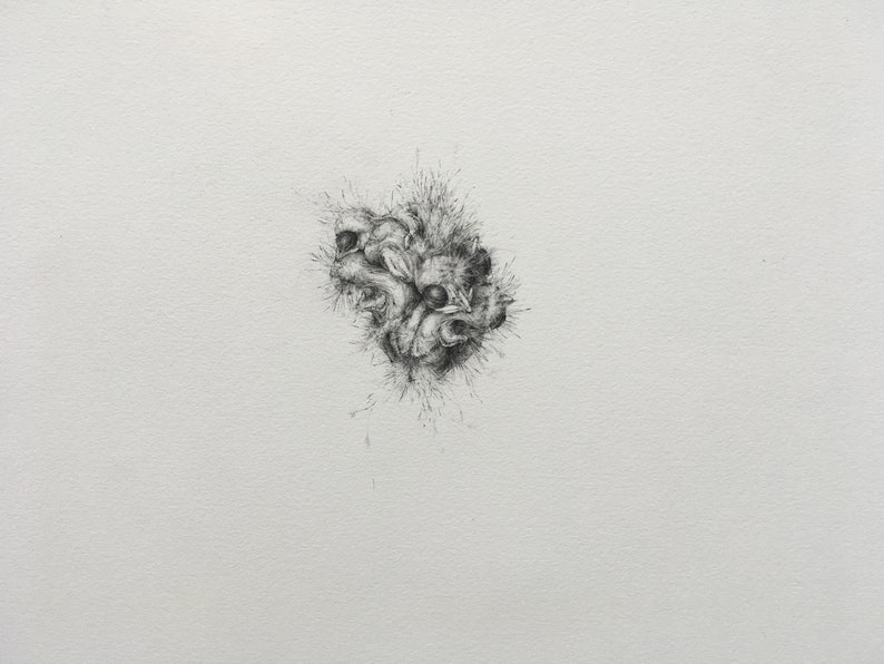 Bird Blob 1 / Graphite Drawing / Tiny Art - Etsy