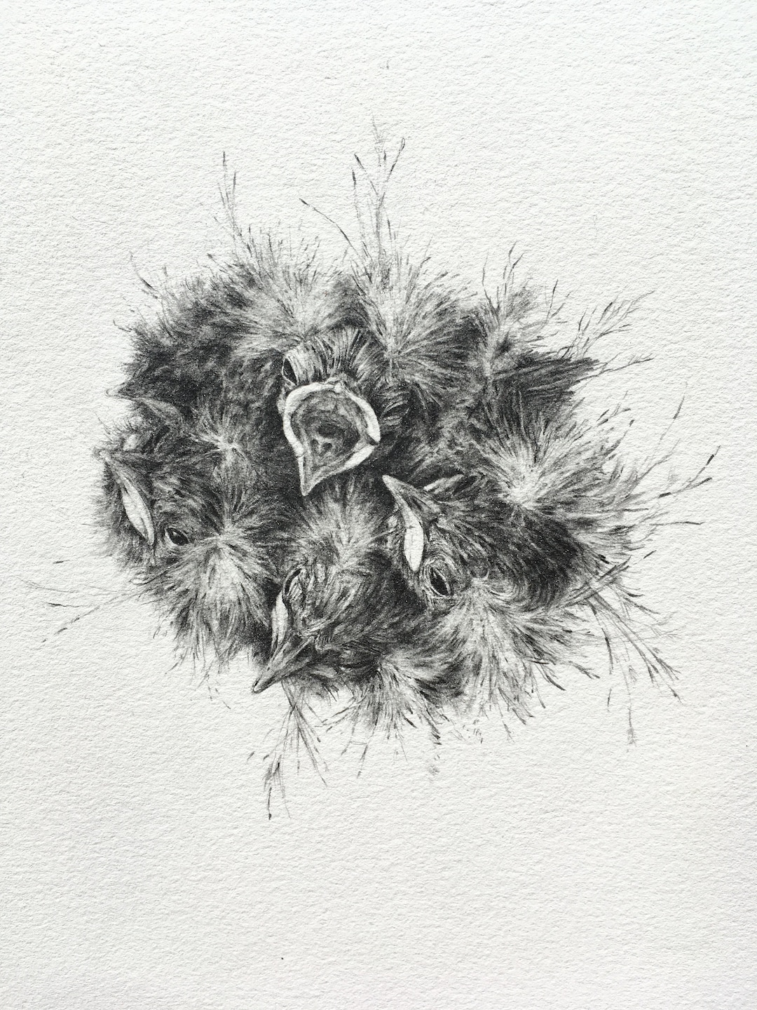 Bird Blob 3 / Original Drawing / Graphite - Etsy