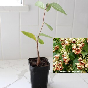 Bonsai Tree Australian Bottle Floral Tree Kurrajong Beginner Plant Gift ...