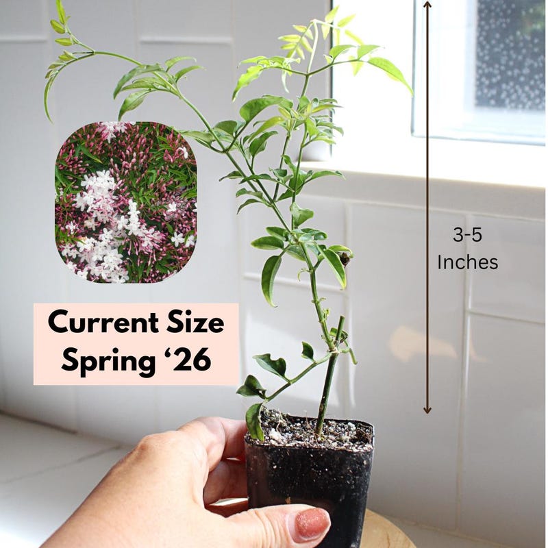 Trailing Jasmine Plants - Etsy