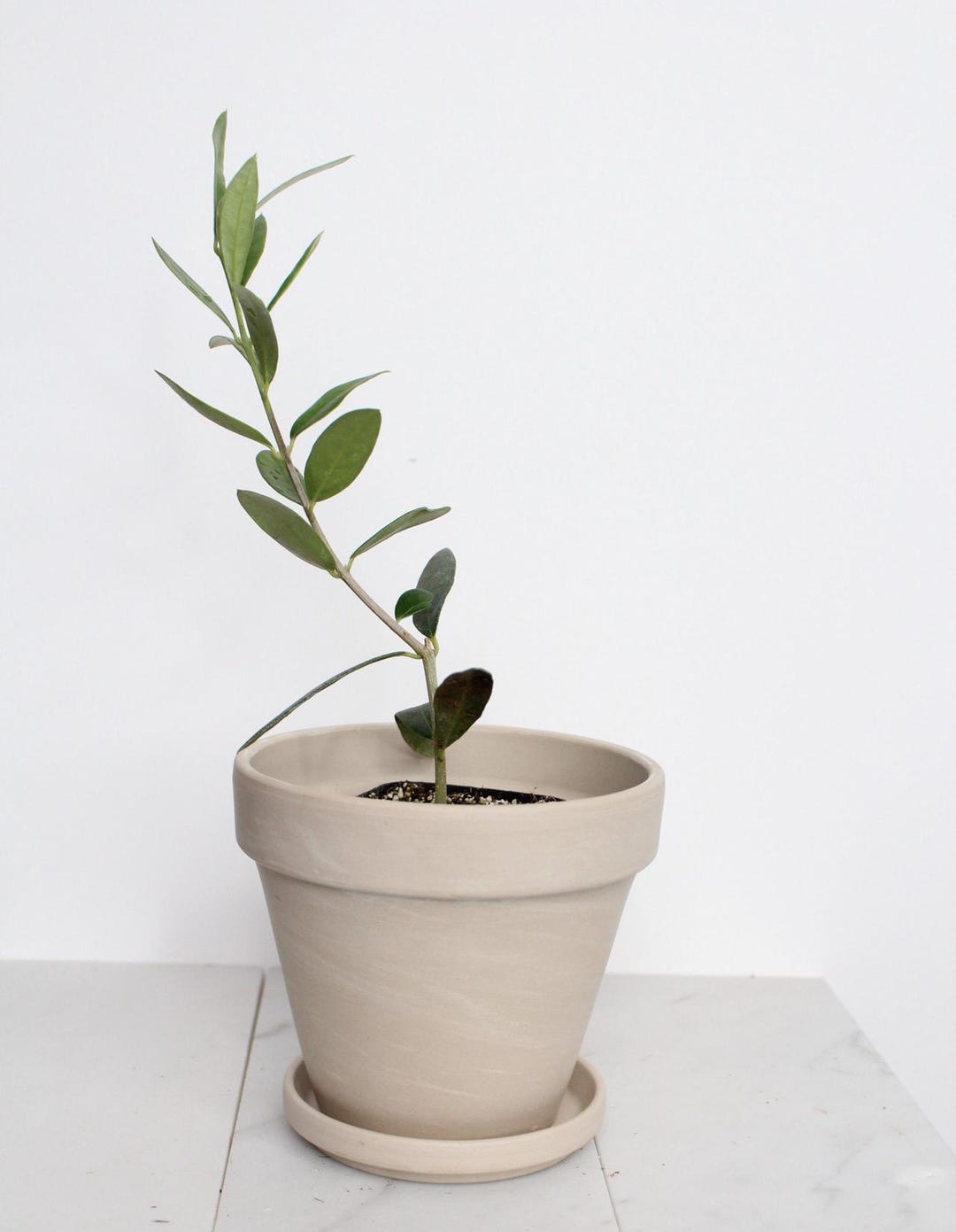 Dwarf Olive Tree Plant Starter for Birthday Party Favor Small Sapling ...