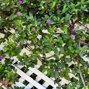 Lavender Star Flower Bonsai Tree African Starbush Crossberry Starter ...