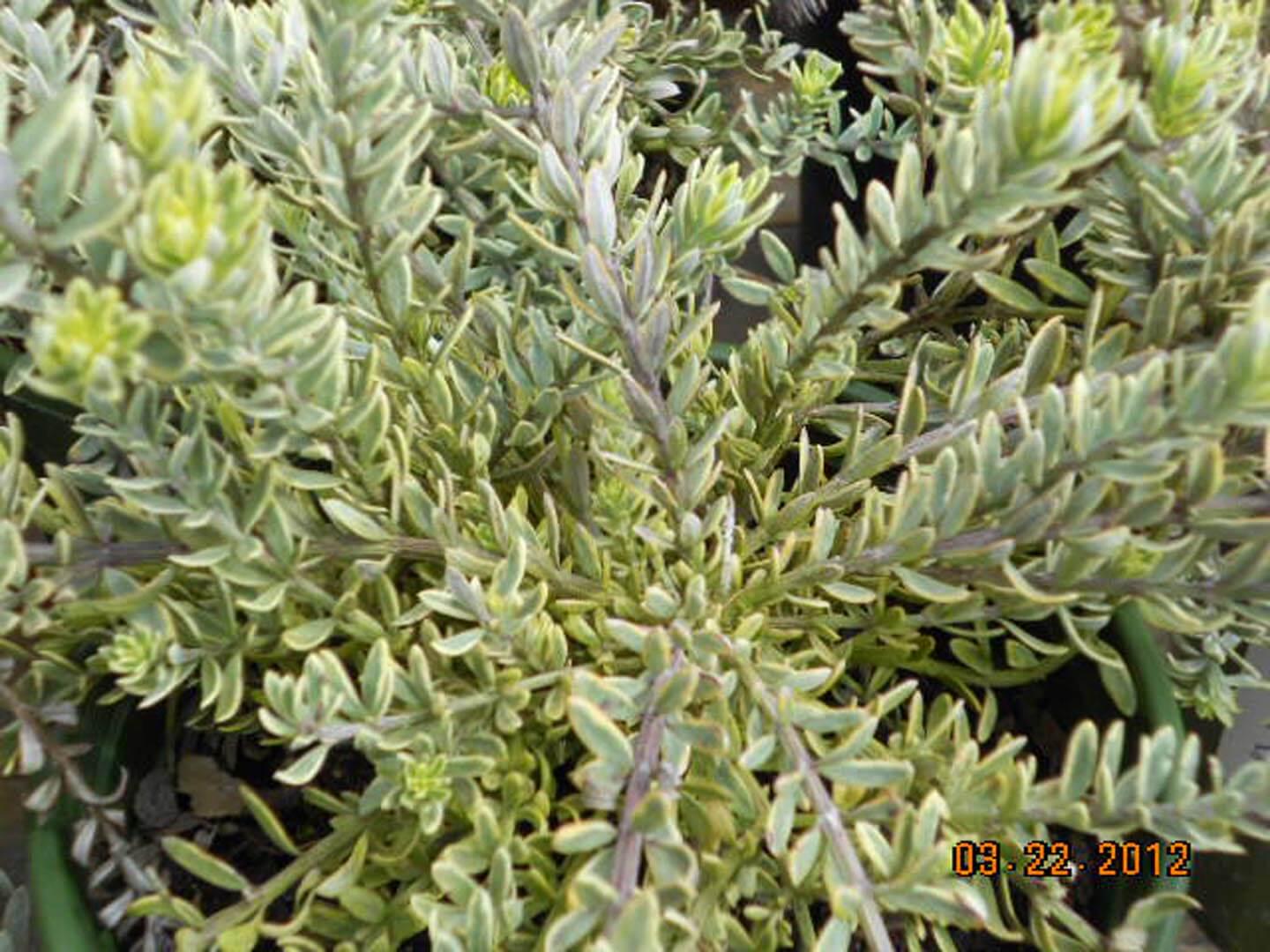 Yellow Variegated Coastal Rosemary Starter Plant Outdoor Garden Gift ...