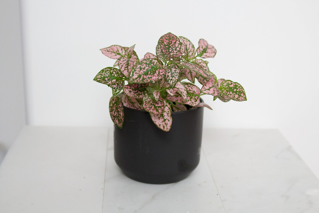 Simple Small Black Pot Minimal Bonsai Tree Gift Indoor Plant Home Decor ...