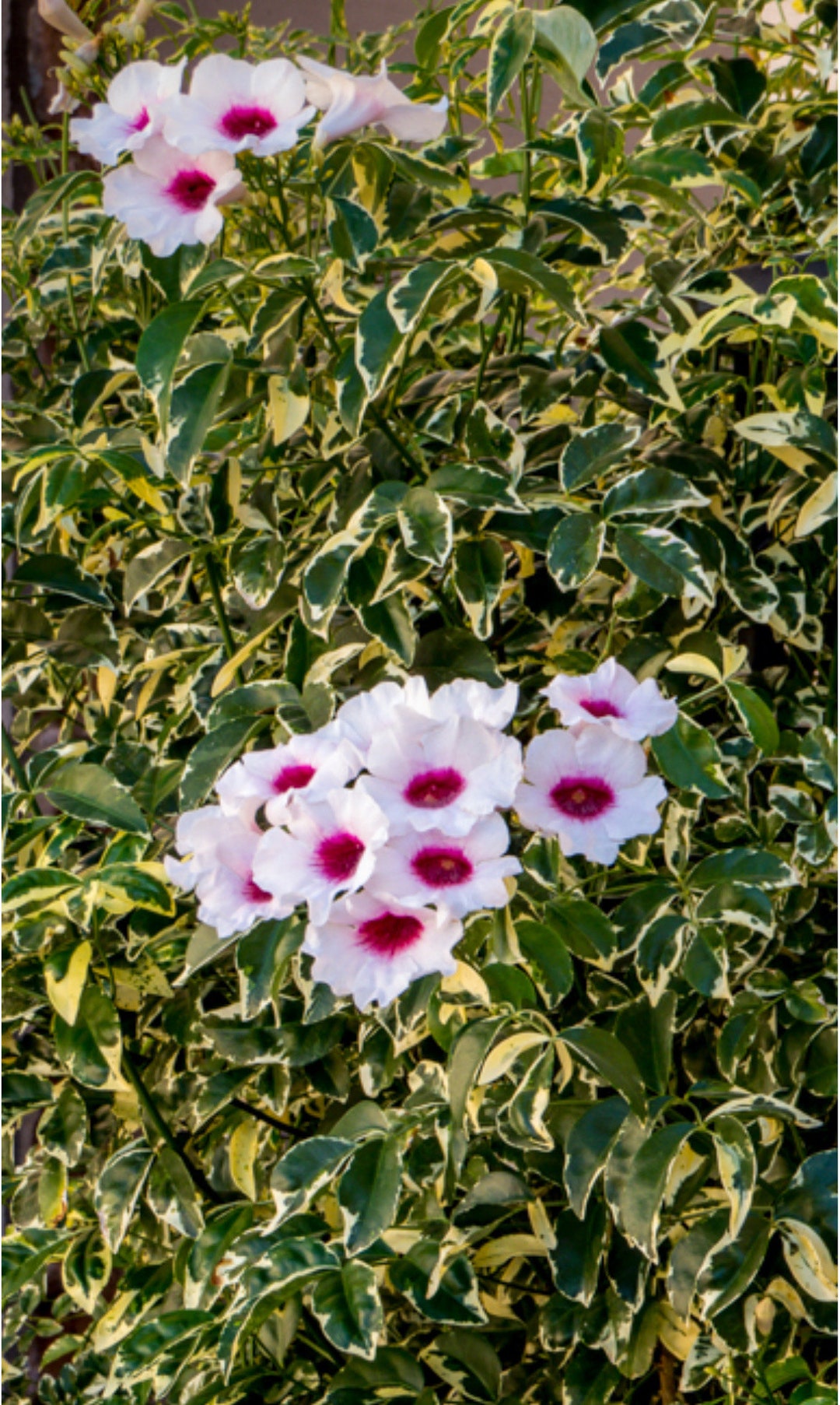 NEW Variegated Pink Bower Flower Vine Starter Plant Pink Pandorea ...