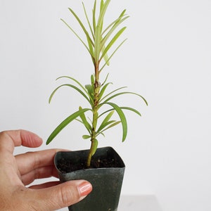 Starter Podocarpus Macrophyllus Maki Tree Outdoor Plant Landscape Live ...