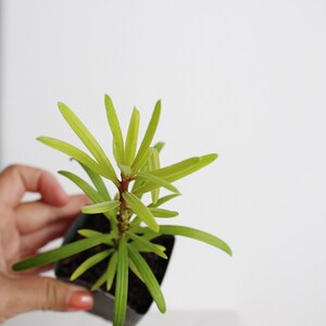 Starter Podocarpus Macrophyllus Maki Tree Outdoor Plant Landscape Live ...