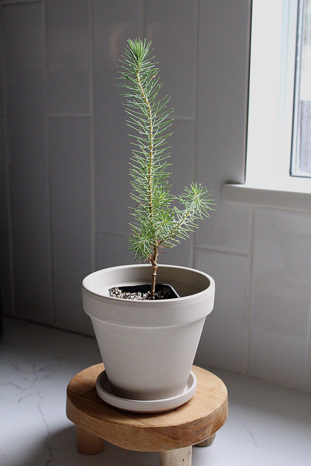 Beginner Bonsai Tree Easy Care Zen Garden Tree Miniature Tree Starter ...