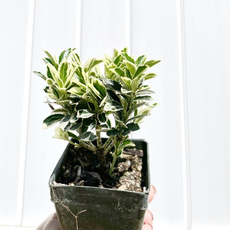 Variegated Plants - Etsy
