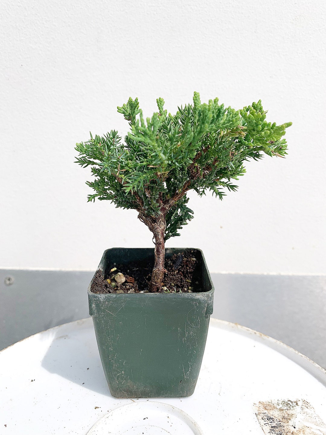Mini Juniper Bonsai Tree Green Mound Live Plant Zen Garden Bonsai ...