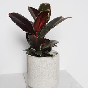 Variegated Pink Rubber Tree Pink Houseplant Ficus Decora Ruby Pink ...
