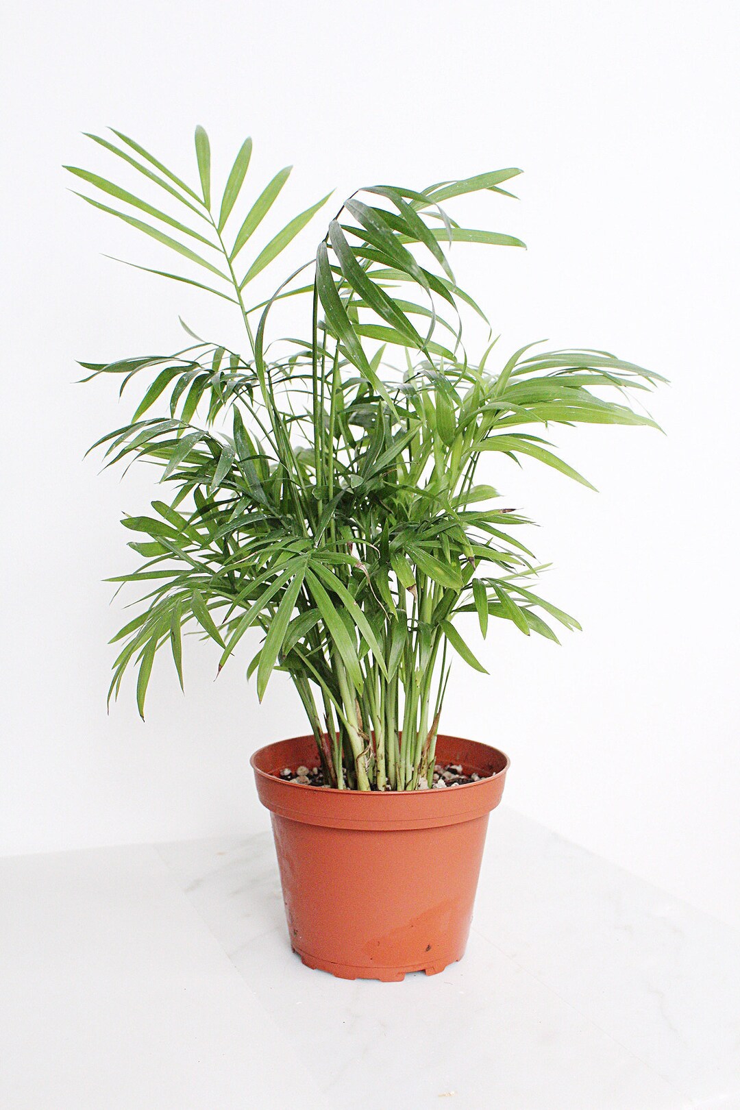 Parlor Palm Tree Chamaedorea Neanthe Bella Indoor Houseplant Lucky Palm ...