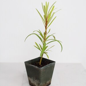 Starter Podocarpus Macrophyllus Maki Tree Outdoor Plant Landscape Live ...
