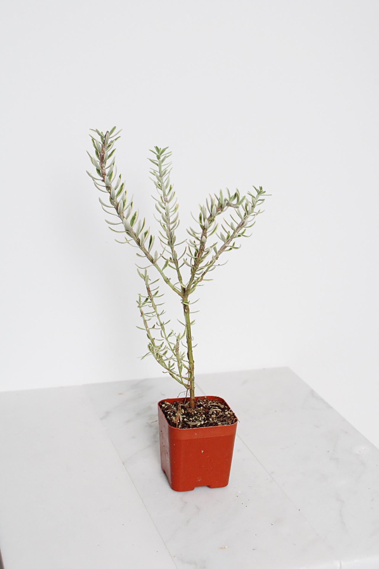 Yellow Variegated Coastal Rosemary Starter Plant Outdoor Garden Gift ...
