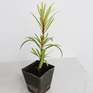 Starter Podocarpus Macrophyllus Maki Tree Outdoor Plant Landscape Live ...
