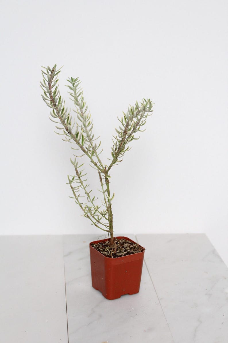 Yellow Variegated Coastal Rosemary Starter Plant Outdoor Garden Gift ...
