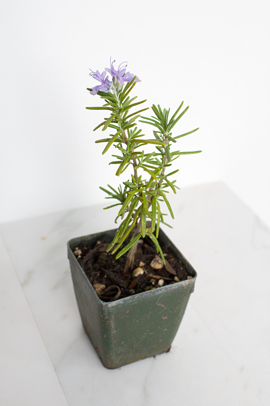 Mini Purple Flower Rosemary Plant Starter Outdoor Herb Garden Live ...