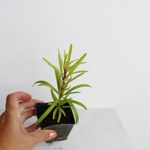 Starter Podocarpus Macrophyllus Maki Tree Outdoor Plant Landscape Live ...