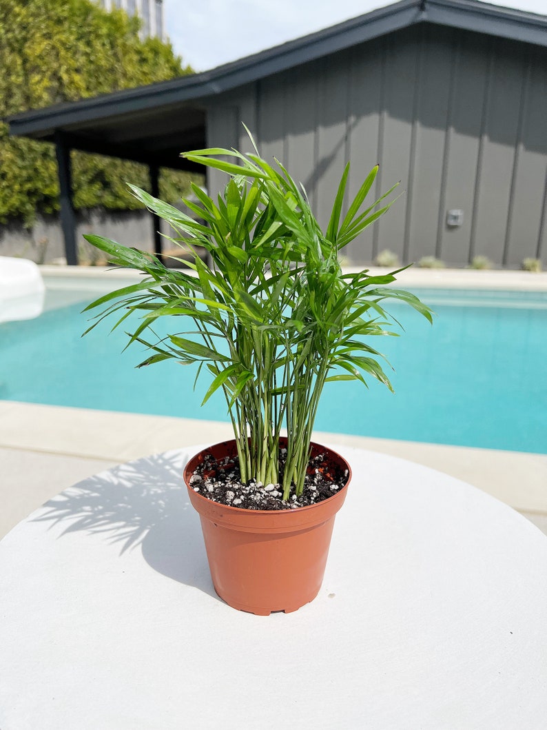 Chamaedorea Neanthe Bella 'parlor Palm' Indoor House - Etsy