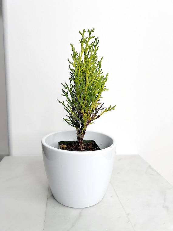 Miniature Italian Cypress Trees