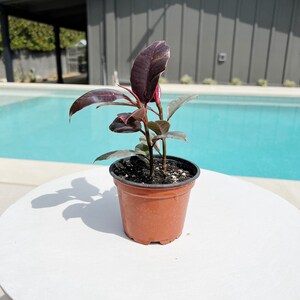 Variegated Pink Rubber Tree Pink Houseplant Ficus Decora Ruby Pink ...