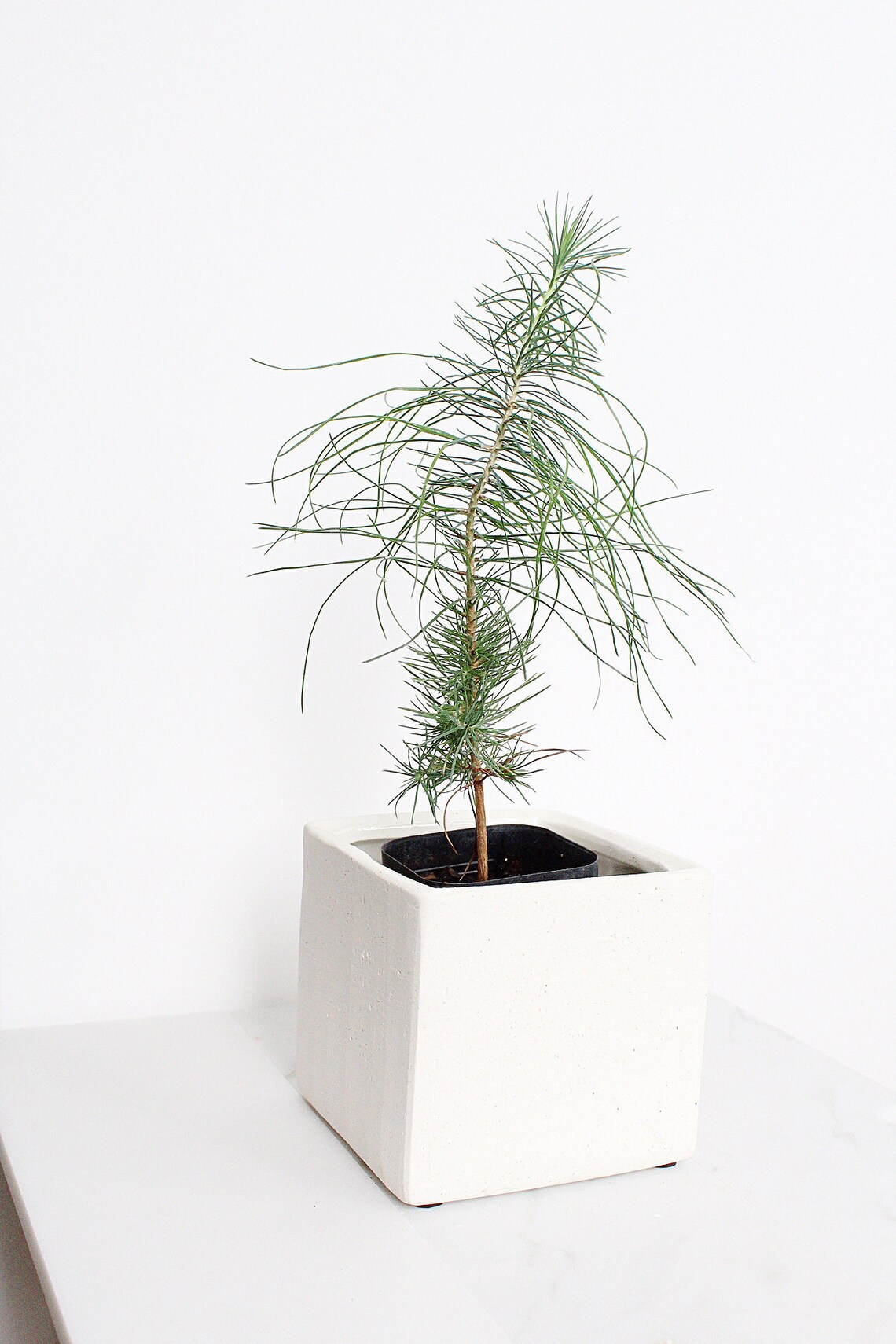 Modern Stylish White Square Pot Planter| Neutral Haus Cube Planter Pot ...