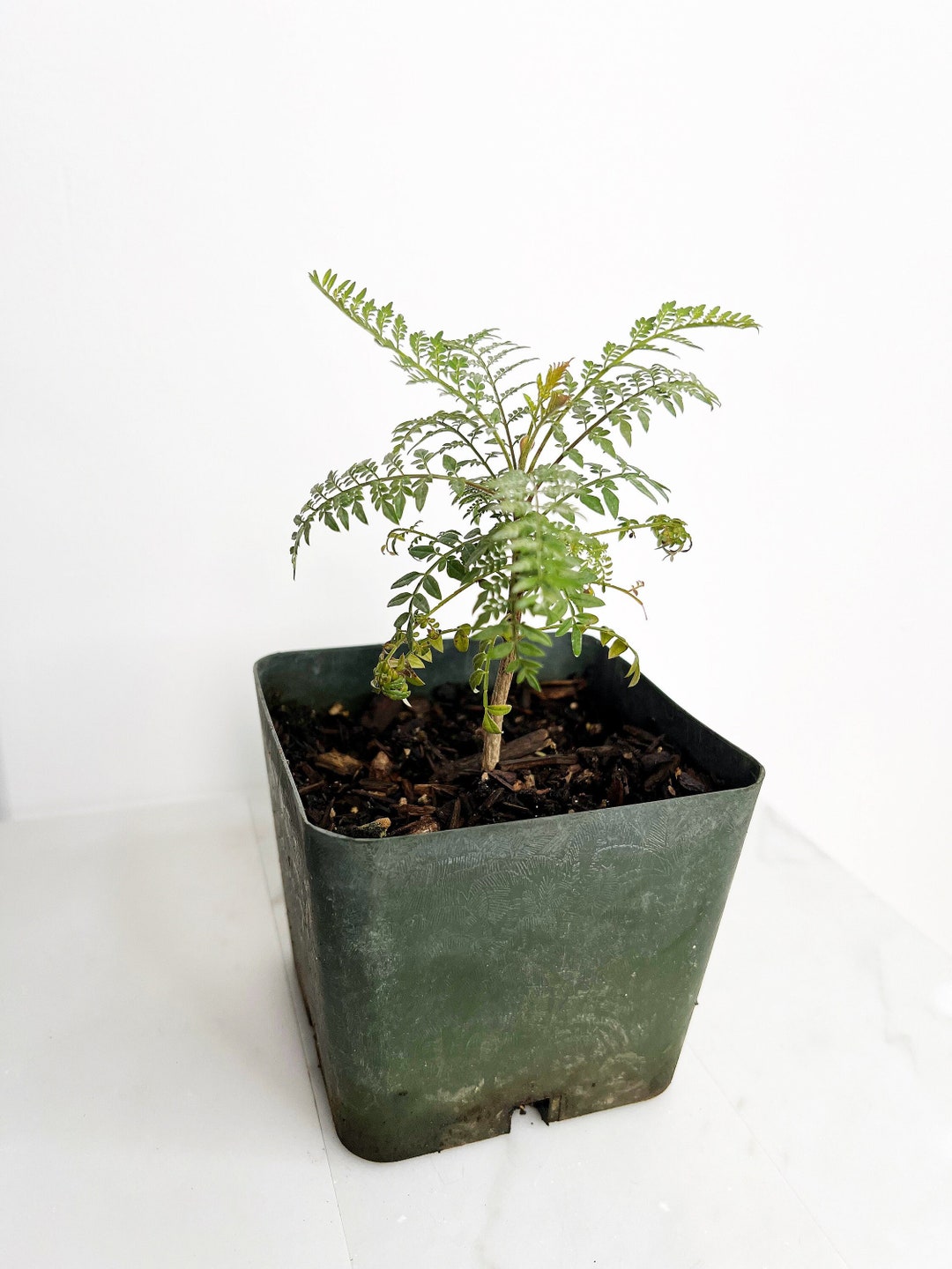 Mini Jacaranda Mimosifolia Live Tree Bonsai Starter Tree Brazilian Blue ...