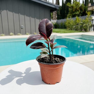 Variegated Pink Rubber Tree Pink Houseplant Ficus Decora Ruby Pink ...