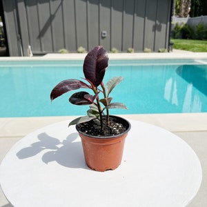 Variegated Pink Rubber Tree Pink Houseplant Ficus Decora Ruby Pink ...