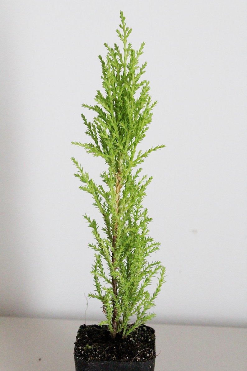 Lemon Scented Cypress Bonsai Tree Evergreen Starter Tree Cupressus ...