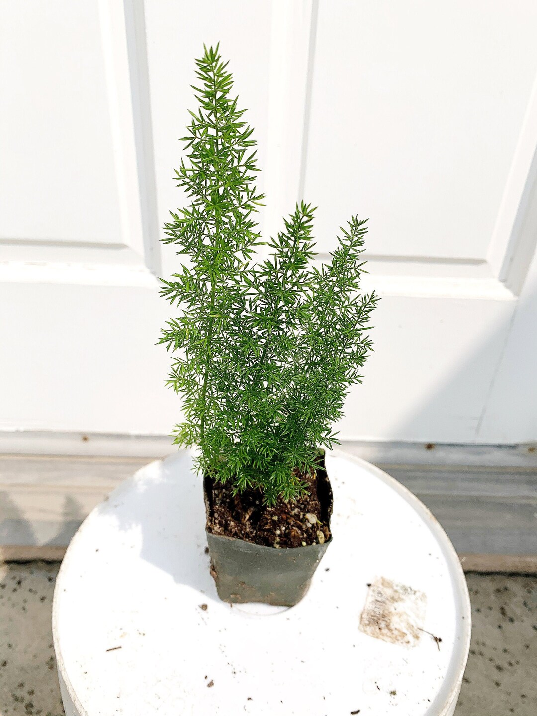 Mini-asperges sétaire vertes, fougères, fougères sétaire vertes, plante ...