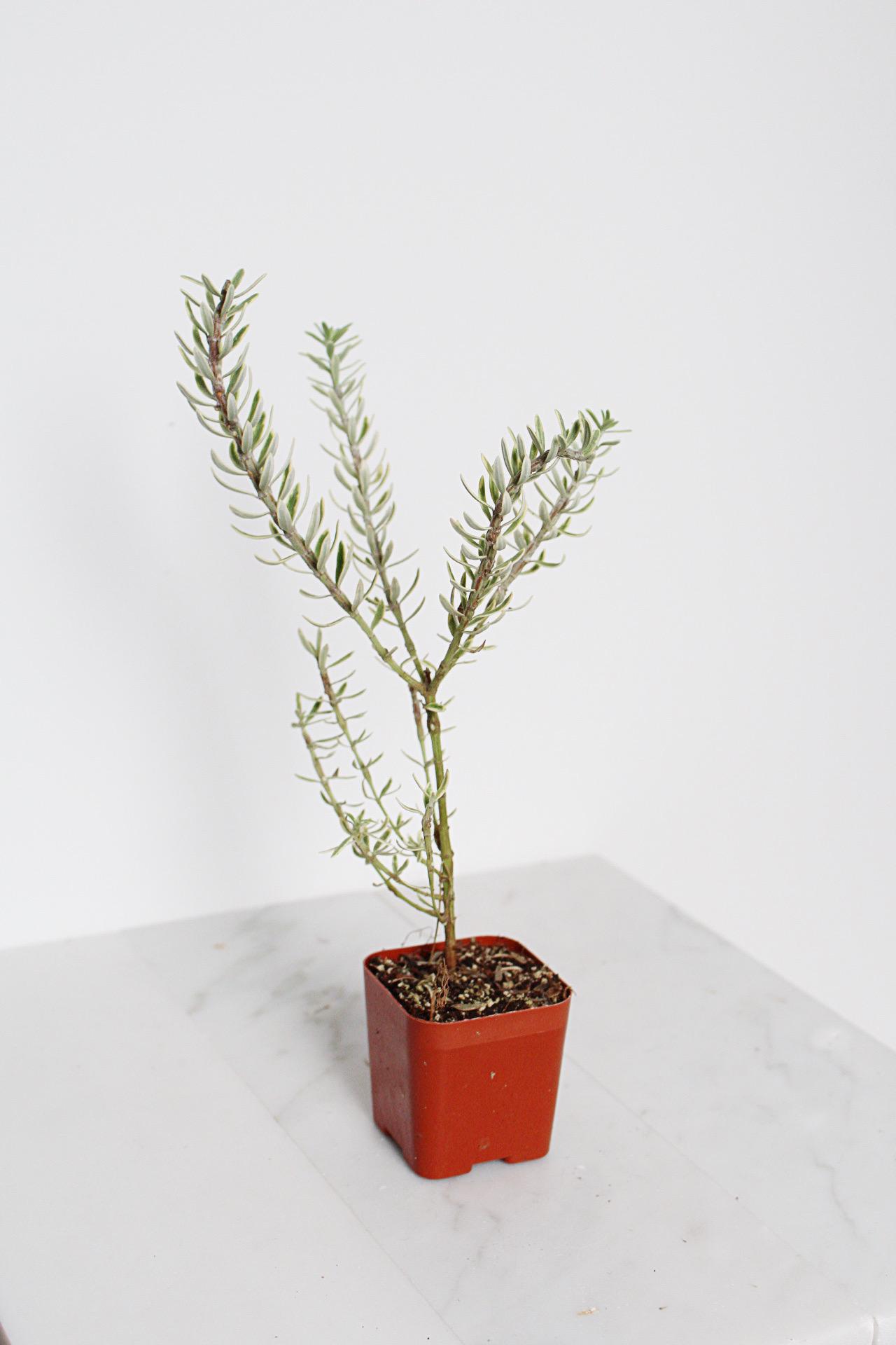 Yellow Variegated Coastal Rosemary Starter Plant Outdoor Garden Gift ...