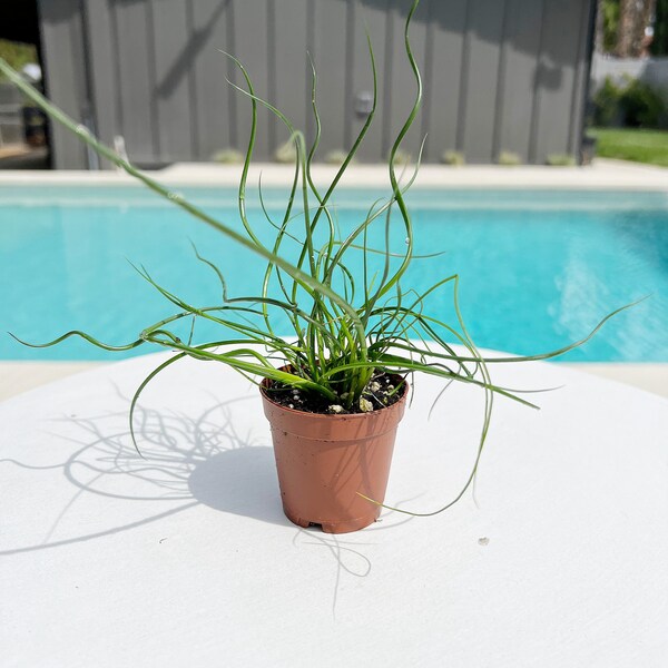 House Plant - Etsy