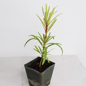 Starter Podocarpus Macrophyllus Maki Tree Outdoor Plant Landscape Live ...