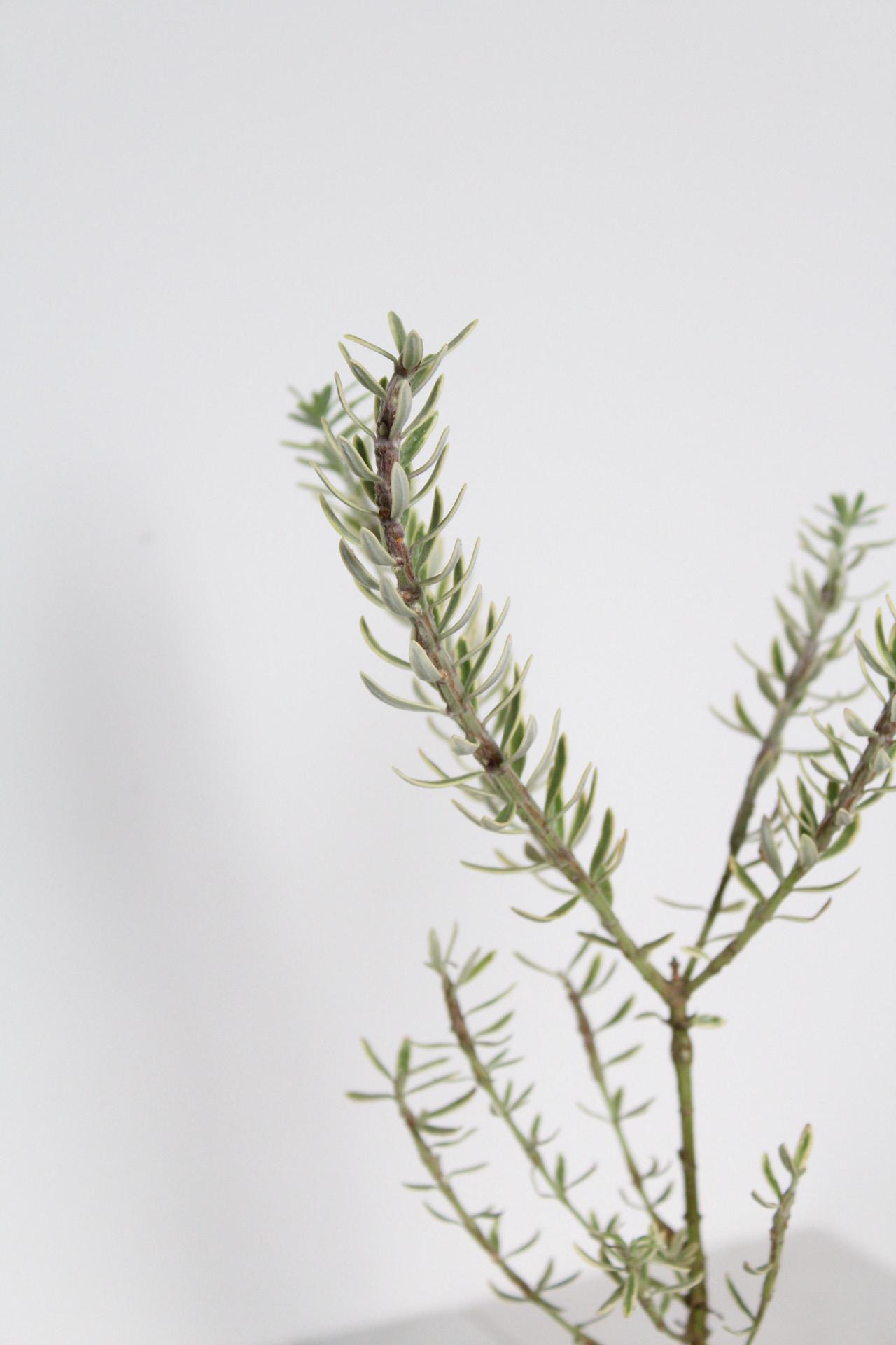 Yellow Variegated Coastal Rosemary Starter Plant Outdoor Garden Gift ...