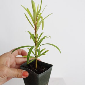 Starter Podocarpus Macrophyllus Maki Tree Outdoor Plant Landscape Live ...