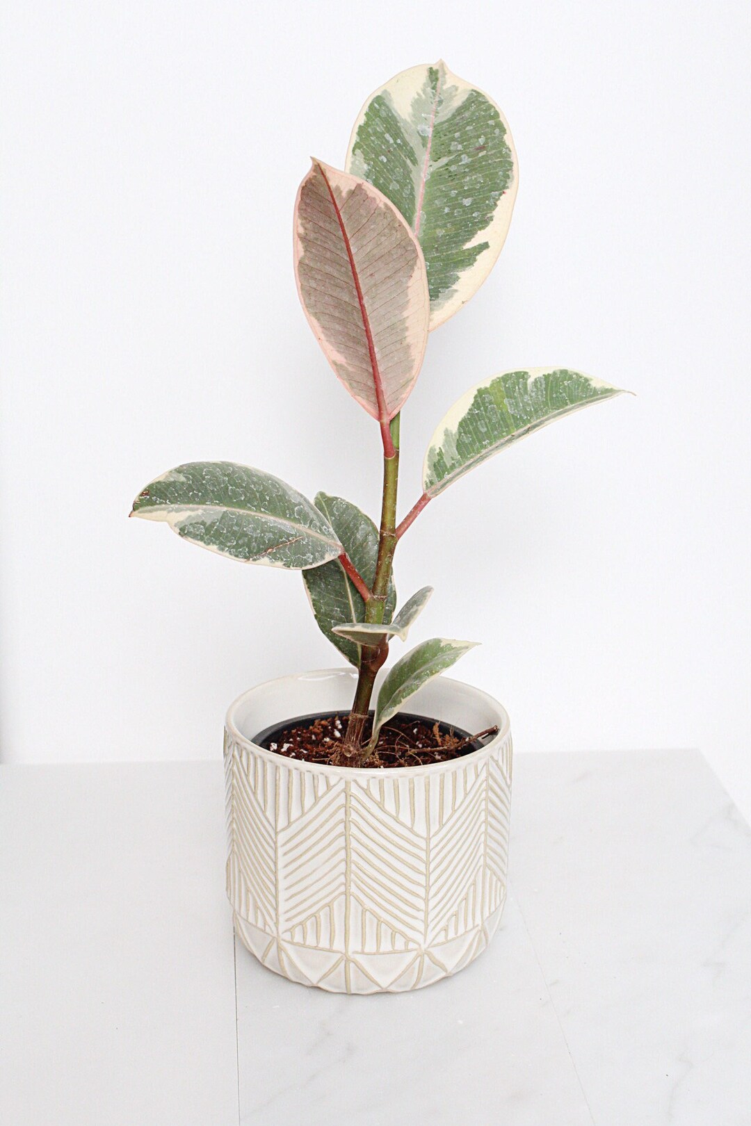 Boho Chevron Pattern Pottery Neutral Ivory Modern Pot Minimal Planter ...