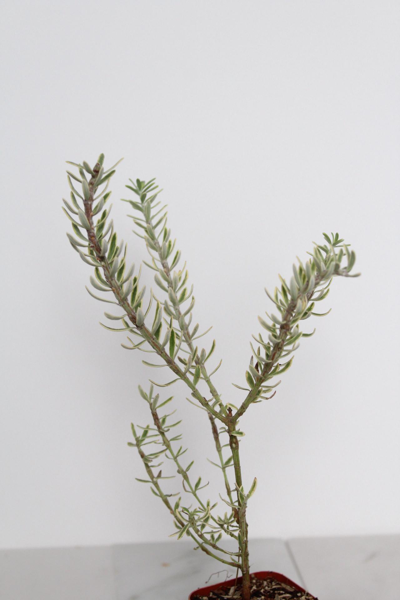 Yellow Variegated Coastal Rosemary Starter Plant Outdoor Garden Gift ...