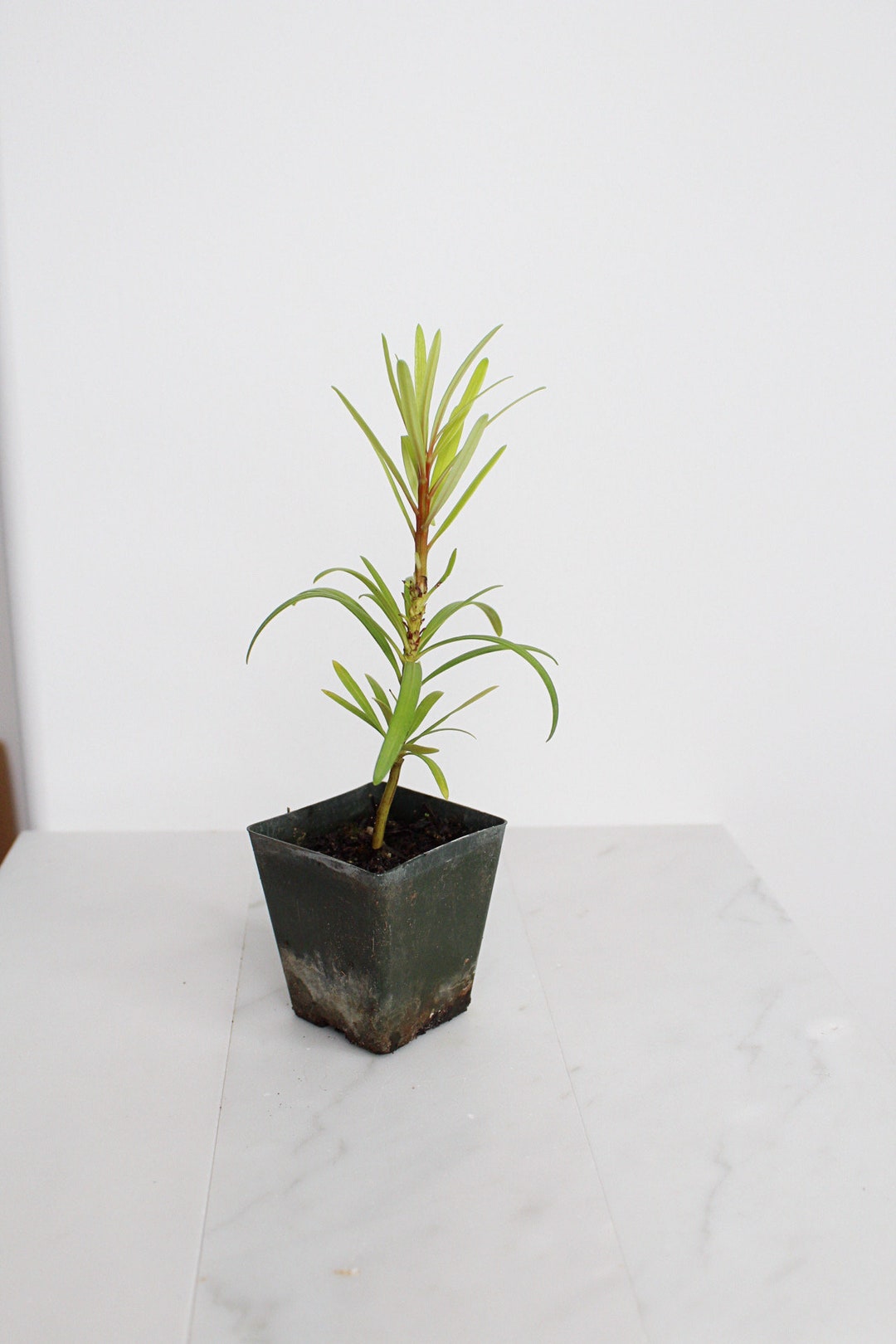Starter Podocarpus Macrophyllus Maki Tree Outdoor Plant Landscape Live ...