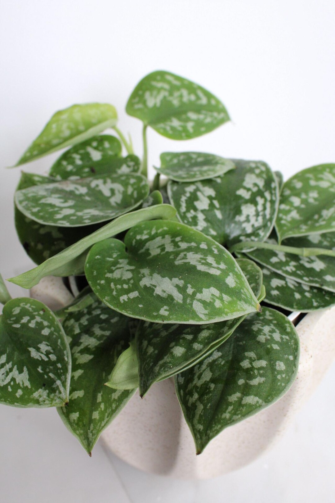 Live Indoor Spotted Pothos Silver Satin Vine Plant Modern Gift for ...