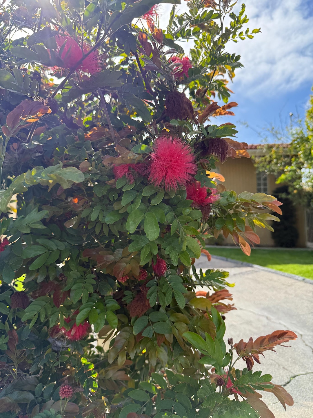 Powderpuff Pink Tree Starter Calliandra Inaequilatera Plant Evergreen ...