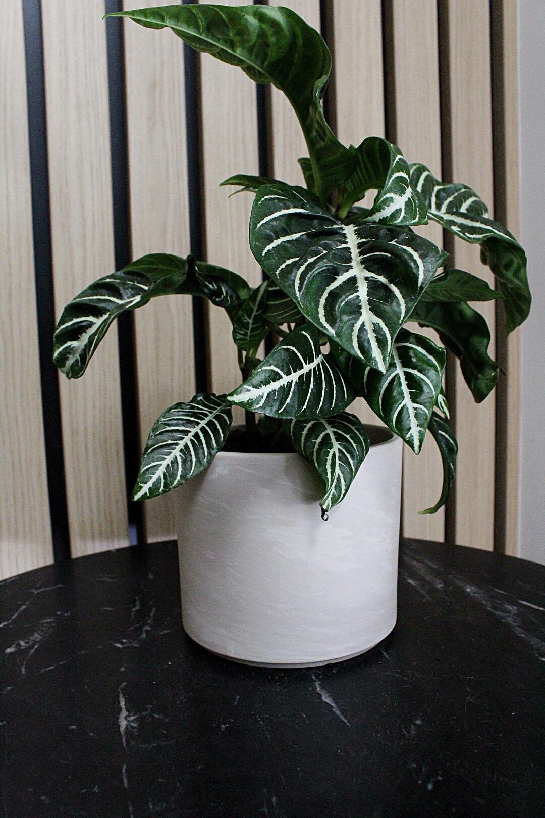 Ceramic Plant Pot Cover Design Modern Aesthetic Minimalist Style ...