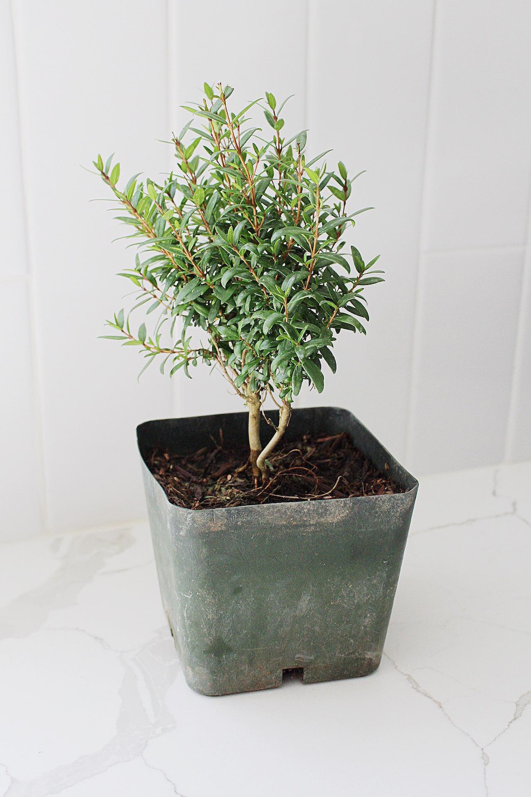 Bonsai Tree Starter Plant Dwarf Myrtle Plant Gift Mini Tree Evergreen ...