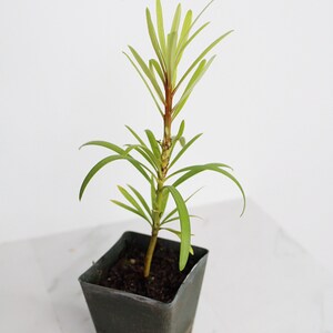 Starter Podocarpus Macrophyllus Maki Tree Outdoor Plant Landscape Live ...