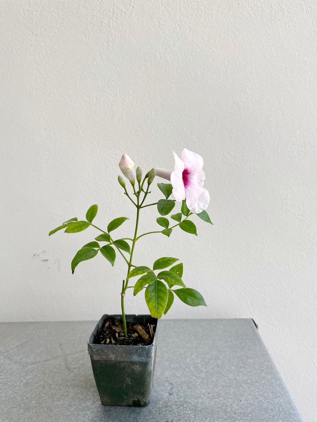 Pink Bower Flower Vine Starter Plant Pink Pandorea Jasminoides ...